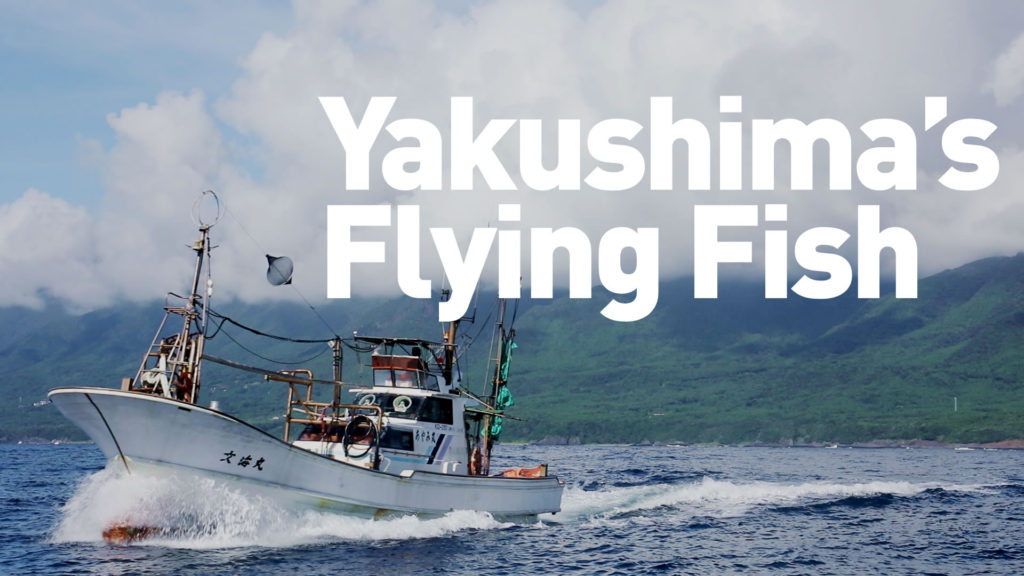 Yakushima’s Flying Fish | Yakushima Heart TV｜Great nature, people ...